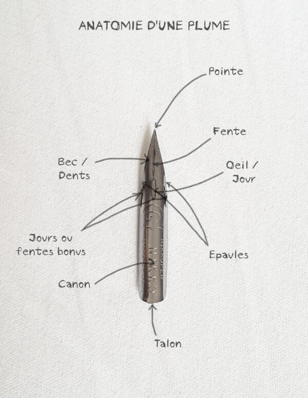 Les plumes : anatomie, lesquelles pour débuter, où les trouver, etc.